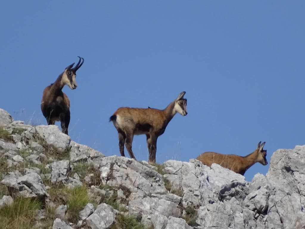 Management Unit of Northern Pindos National Park – N.E.C.C.A.