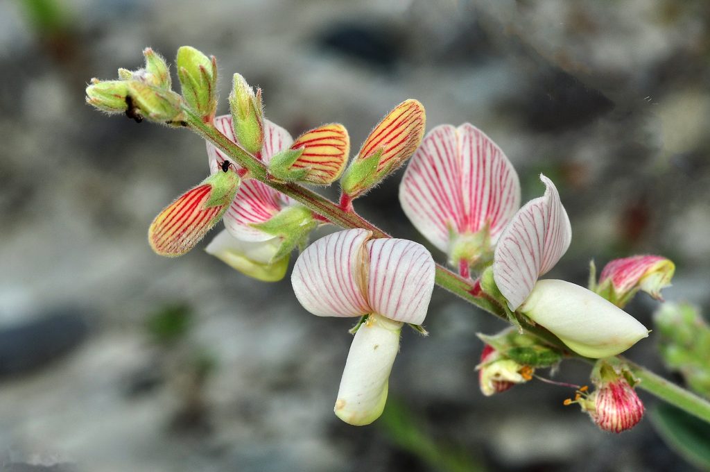 Onobrychis aliacmonia – Ο.ΦΥ.ΠΕ.Κ.Α.