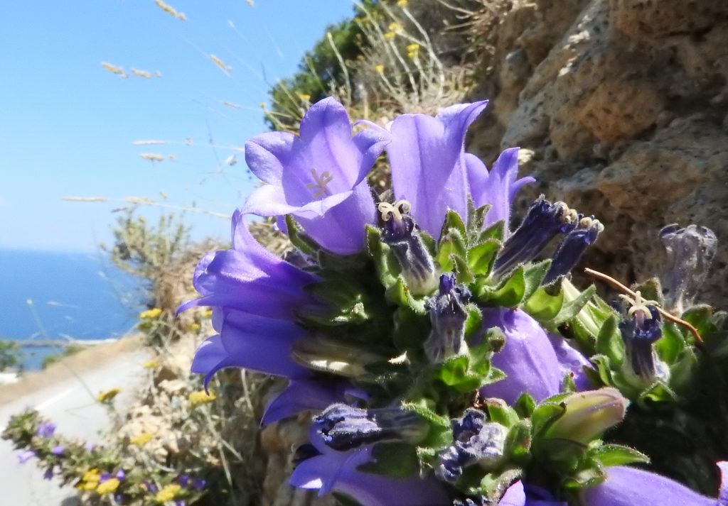 Καμπανούλα της Νισύρου – Ο.ΦΥ.ΠΕ.Κ.Α.