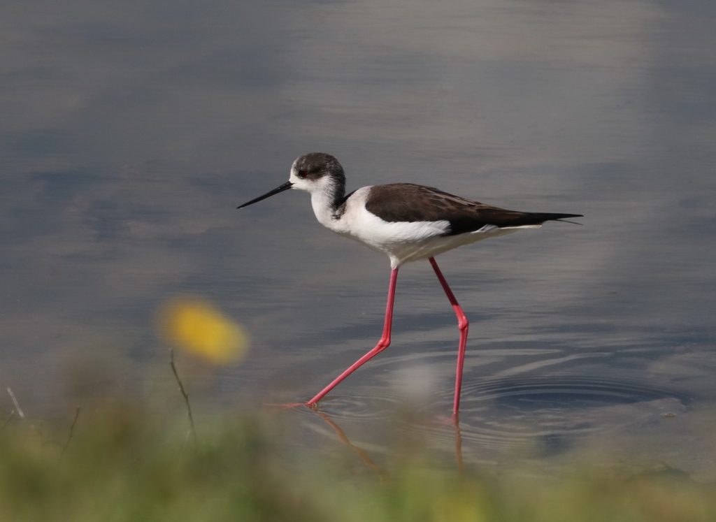 Καλαμοκανάς Himantopus himantopus – Ο.ΦΥ.ΠΕ.Κ.Α.
