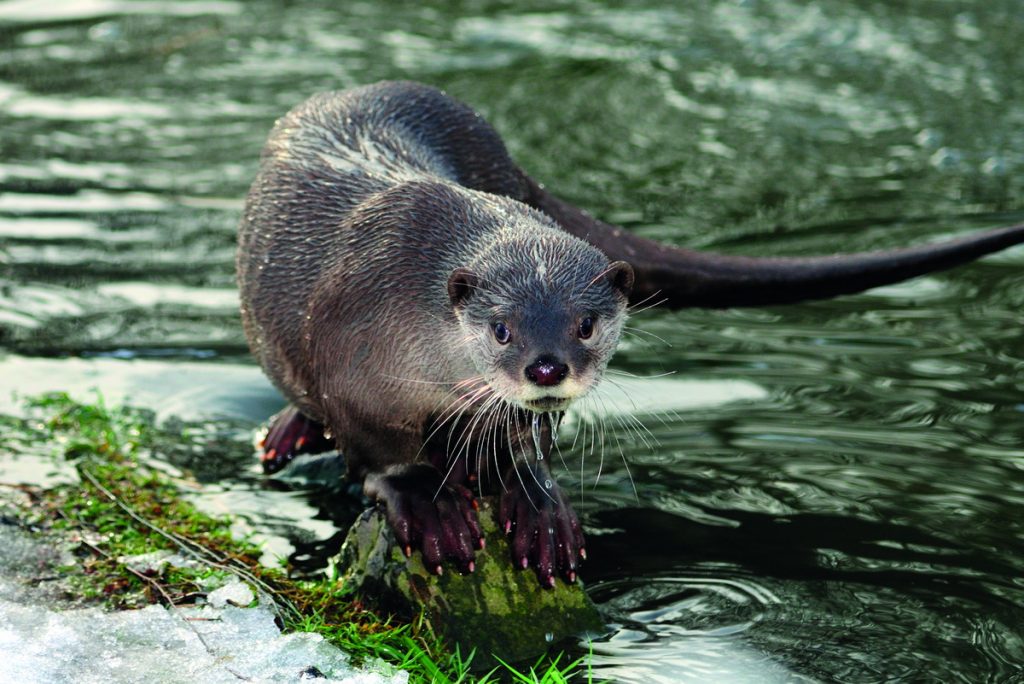 Βίδρα (Lutra lutra) – Ο.ΦΥ.ΠΕ.Κ.Α.