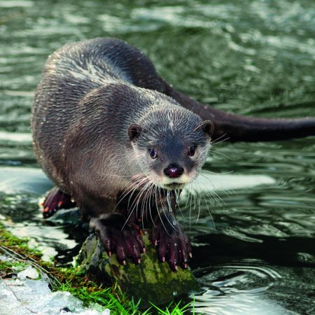 Βίδρα (Lutra lutra) – Ο.ΦΥ.ΠΕ.Κ.Α.