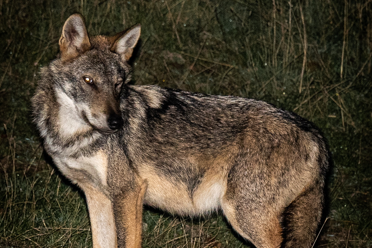 Εθνικός Δρυμός Πάρνηθας: ανοιχτή συνάντηση με θέμα τη συνύπαρξη του ...