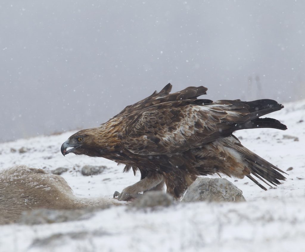 Χρυσαετός (Aquila chrysaetos) – Ο.ΦΥ.ΠΕ.Κ.Α.