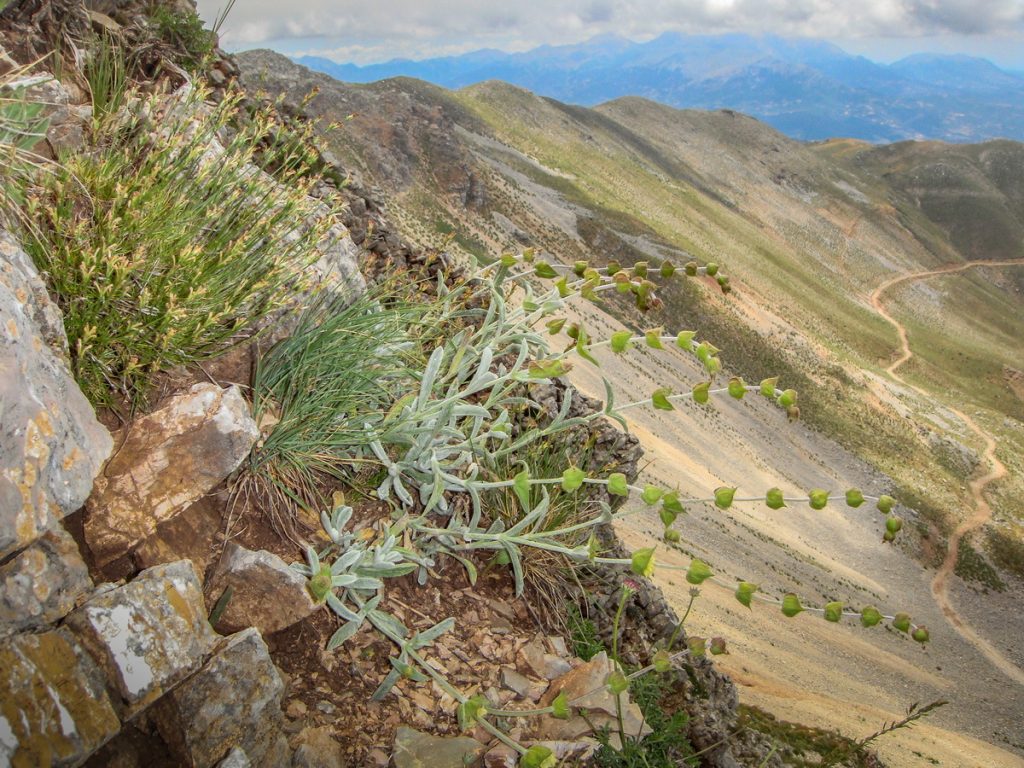 Τσάι του βουνού της Πελοποννήσου – Sideritis clandestina subsp ...