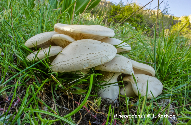 Δημοσίευση του Κόκκινου Καταλόγου των Απειλούμενων Ειδών της Ελλάδας ...